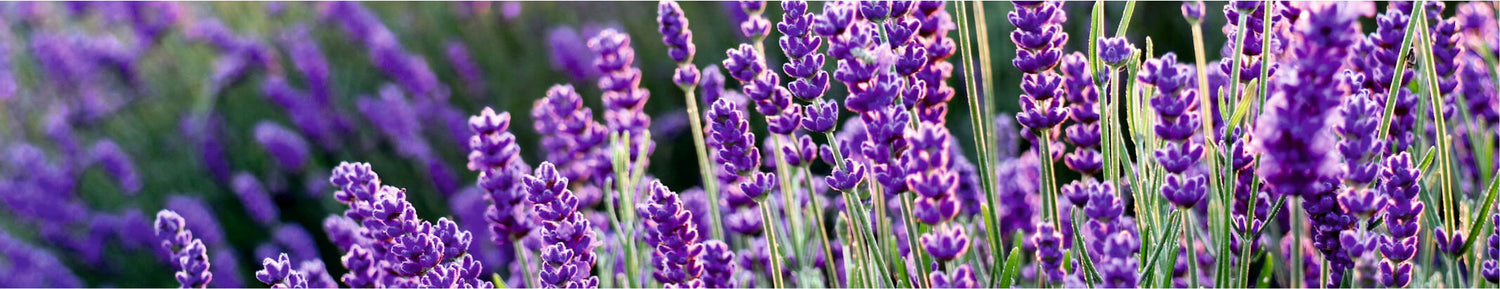 Lavender Flower Oil - Uses, Benefits, Side Effects and Many More ...