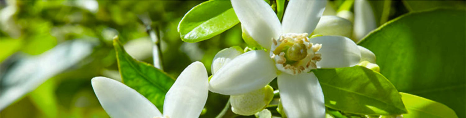 Neroli- Uses, Benefits, Side Effects and Many More – Biossential